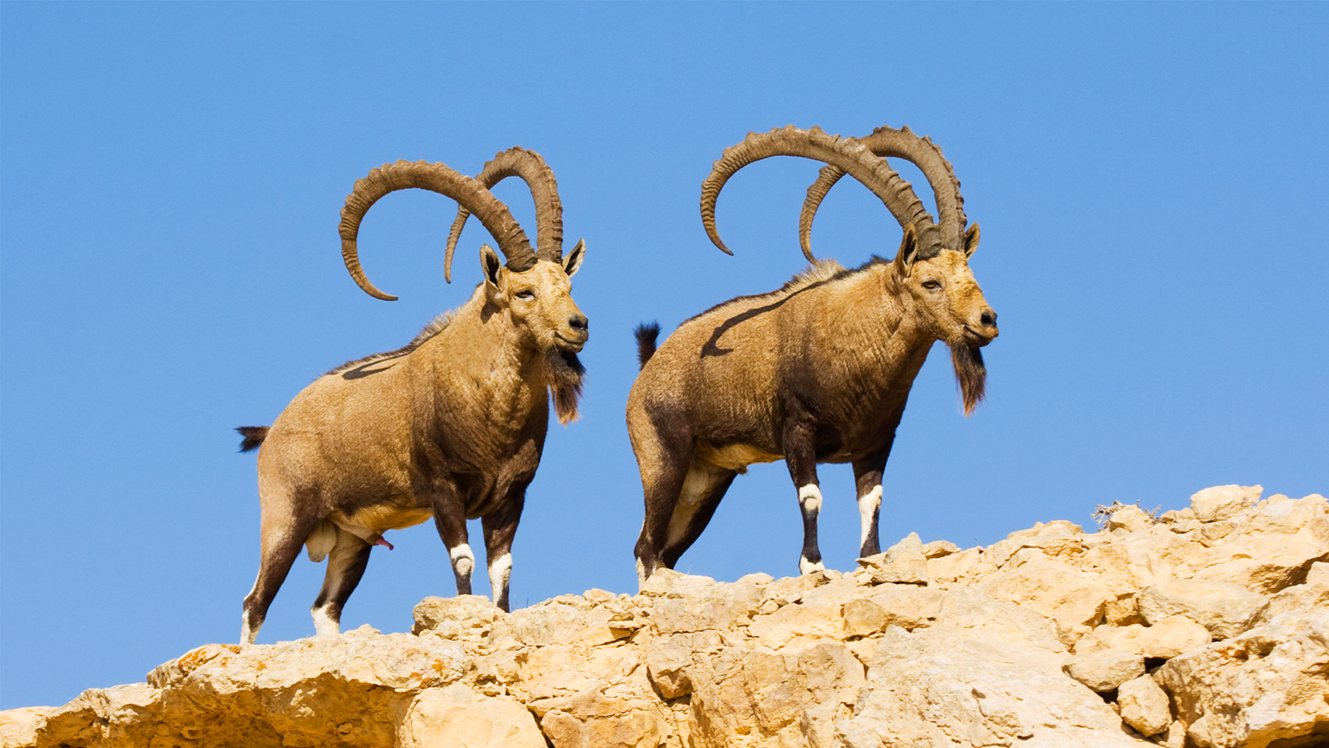 WILD ISRAEL | Ananey Studios & Smithsonian USA